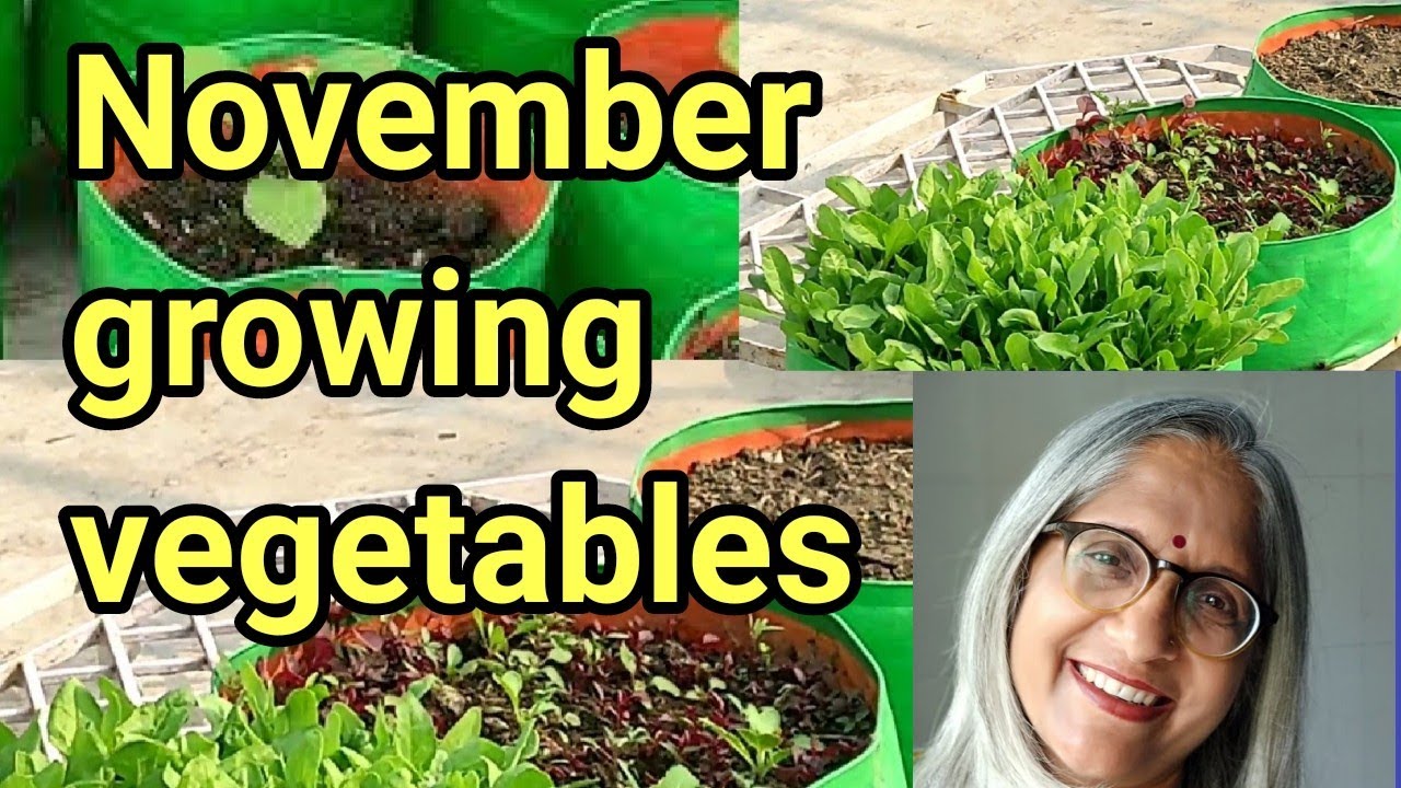 नवंबर में उगाई जाने वाली सब्जियां November growing vegetables - YouTube