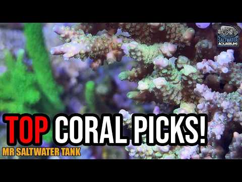 My Favorite Corals Revealed | 987-Gallon Drop-Off Reef Tank Tour | Mark Callahan, Mr. Saltwater Tank