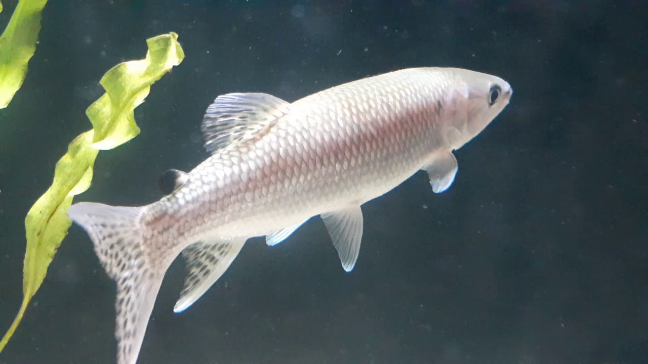 African Tiger Fish Odoe Pike - YouTube