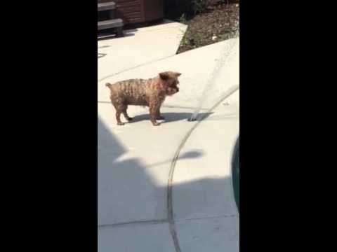 Fat Yorkie Dog eating pool waterfall jets - YouTube