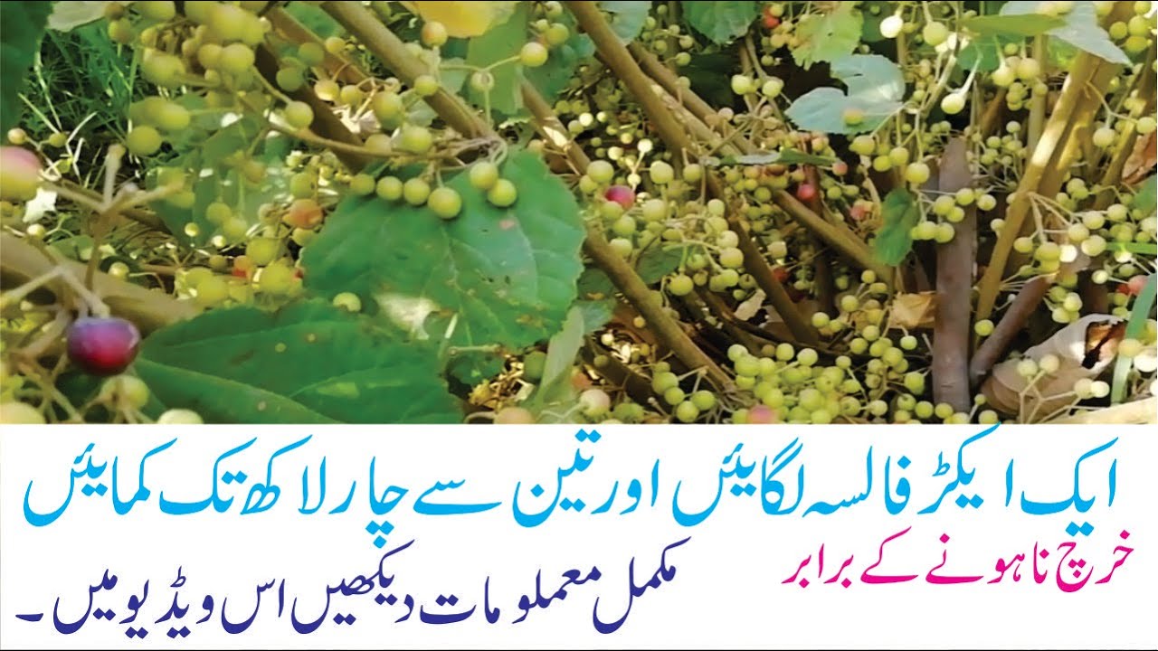 How to Grow Falsa/Phalsa Grewia Asiatica - From Seed Complete Procedure ...