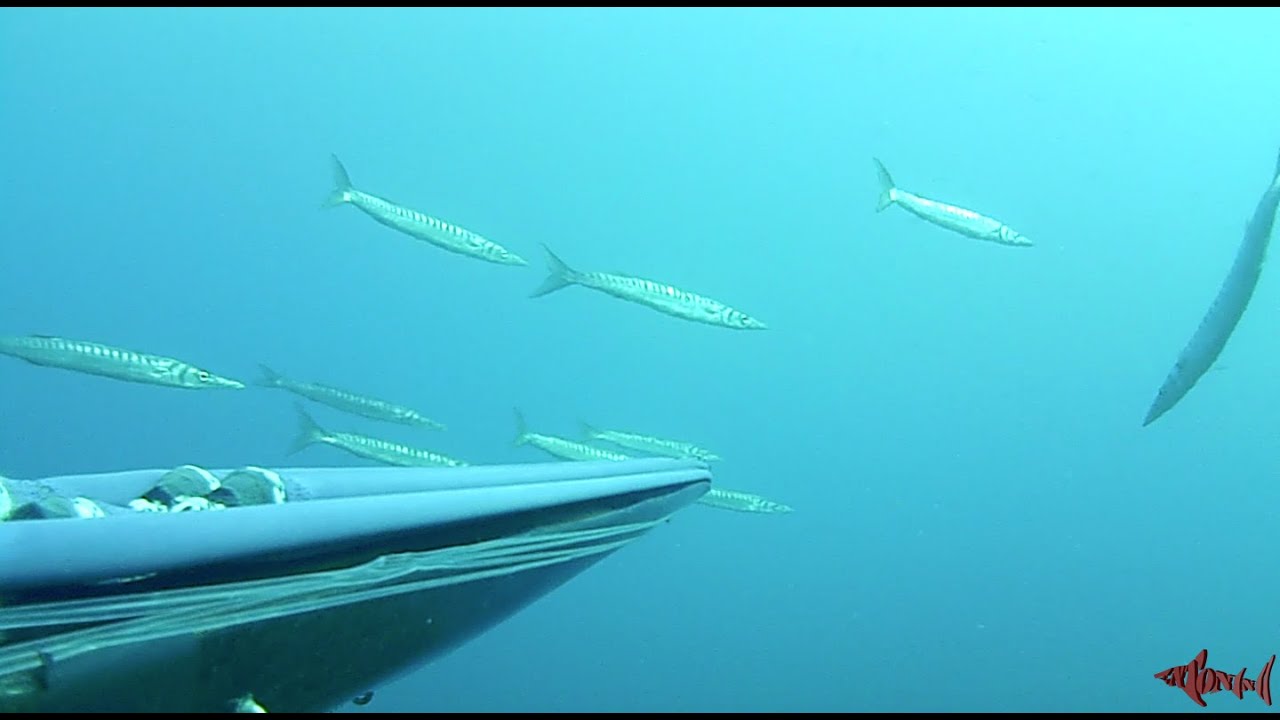 Pesca Sub Luglio 2015 - Barracuda, Saraghi e un "bel pesce" all'aspetto ...