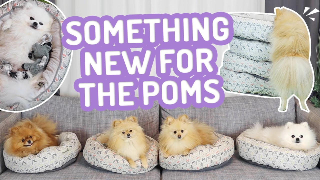 Something new for the Cute Pom Dogs | 🐶 🛏 New Dog Bed | Pomeranian Vlog ...