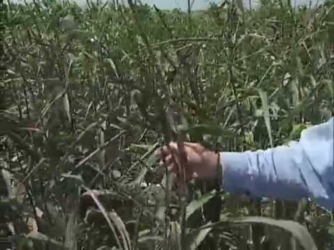 Fields of Study: Corn Breeding - YouTube