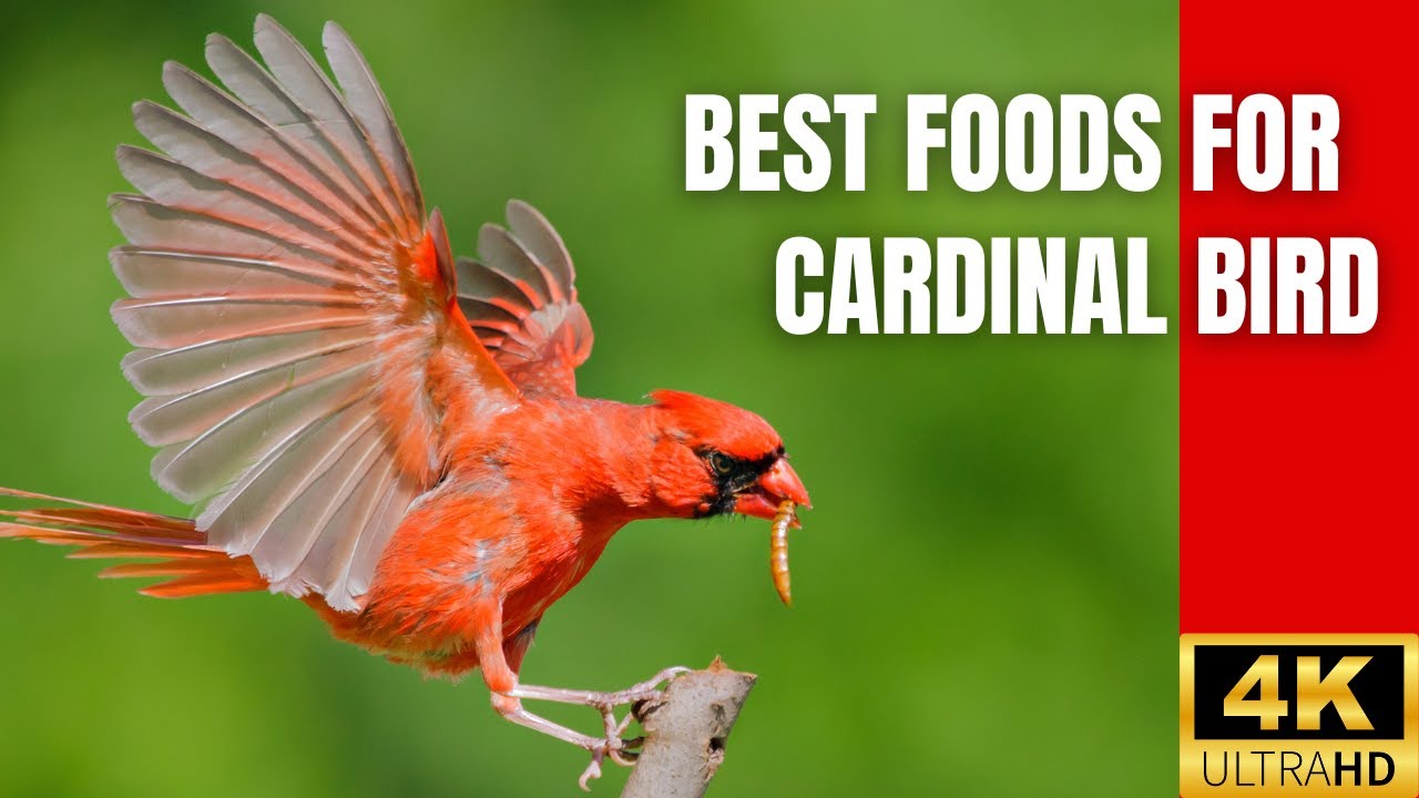 The Best Types of Food For Cardinal Birds | Food for Cardinal Bird All ...
