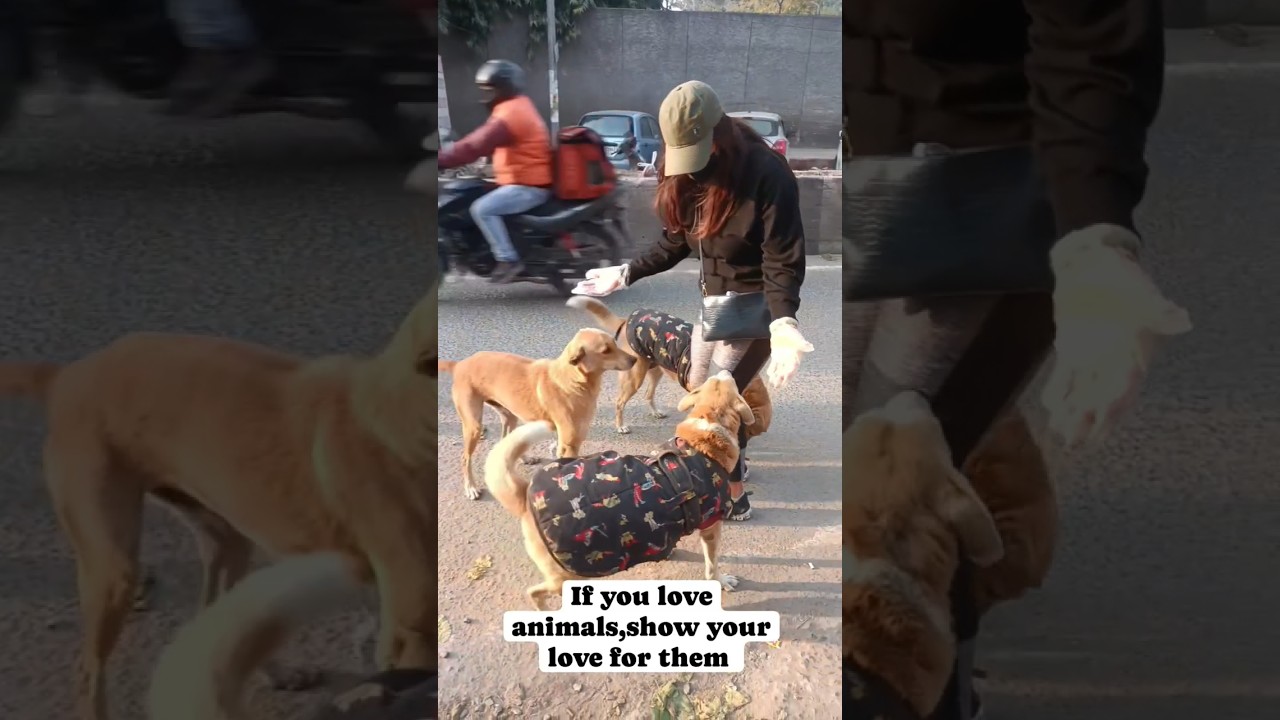 Having respect for animals makes us better humans #dog #doglover # ...