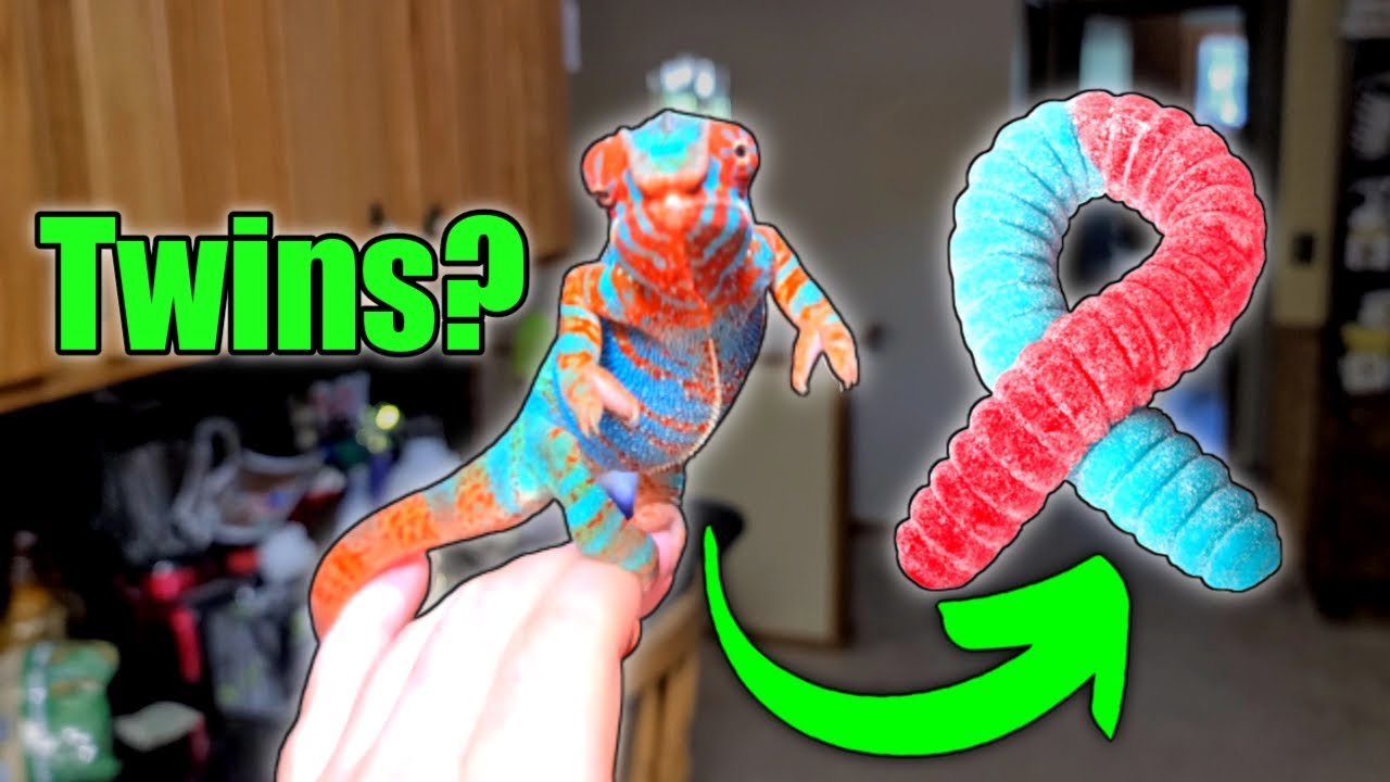 My Chameleon looks like a sour gummy worm - YouTube