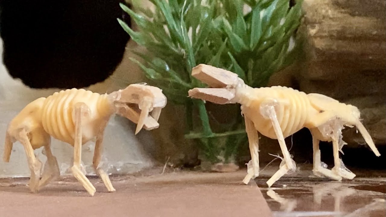 Mini Sabertooth and Wolf Skeletons - YouTube
