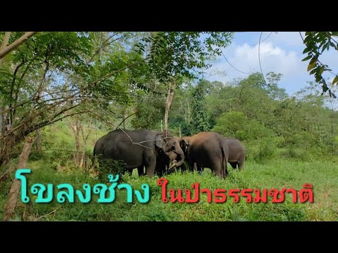 คาราวานโขลงช้าง การออกเดินทางเข้าสู่ป่า เลี้ยงช้างตามธรรมชาติ โดยควาญ ...