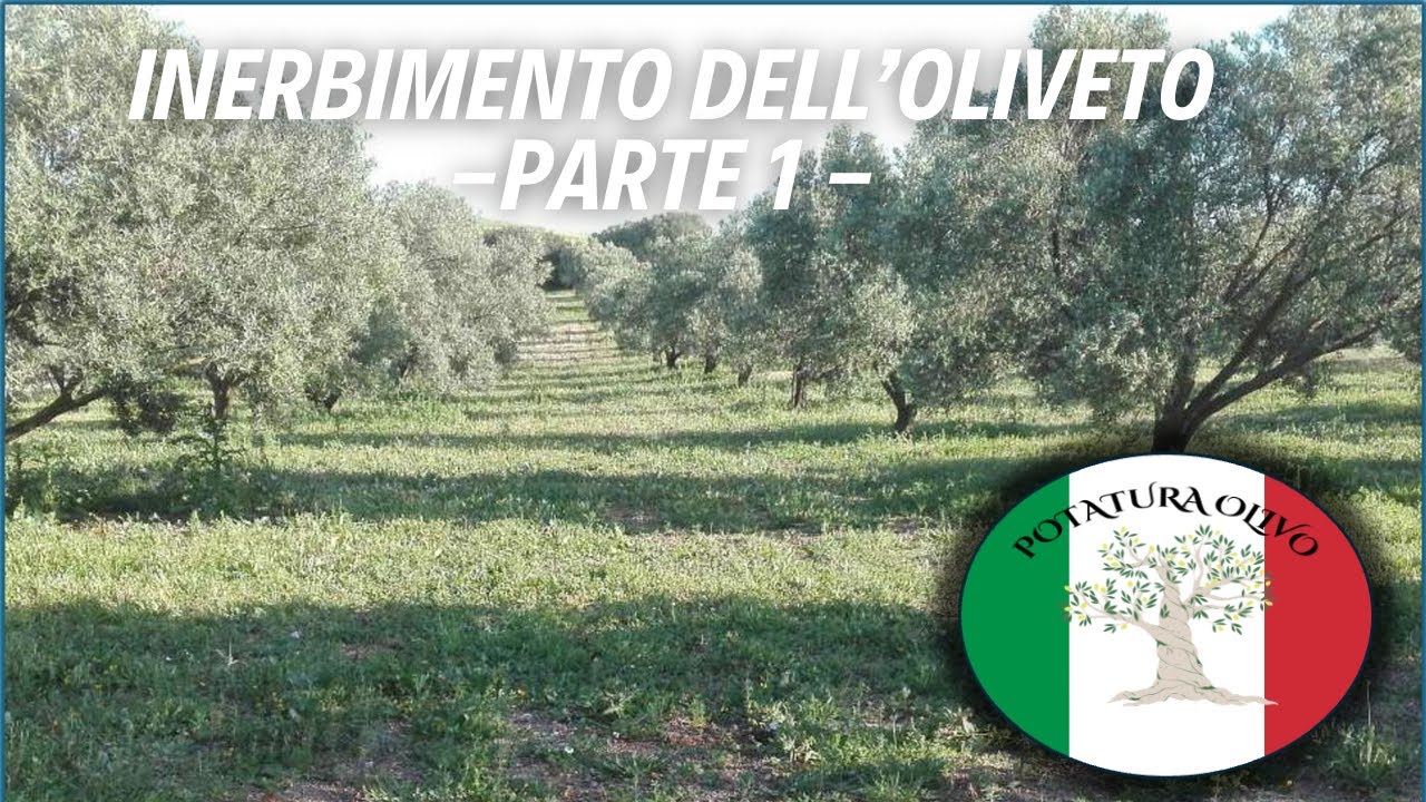 Inerbimento dell'oliveto: PRO e CONTRO - parte 1/3 - YouTube