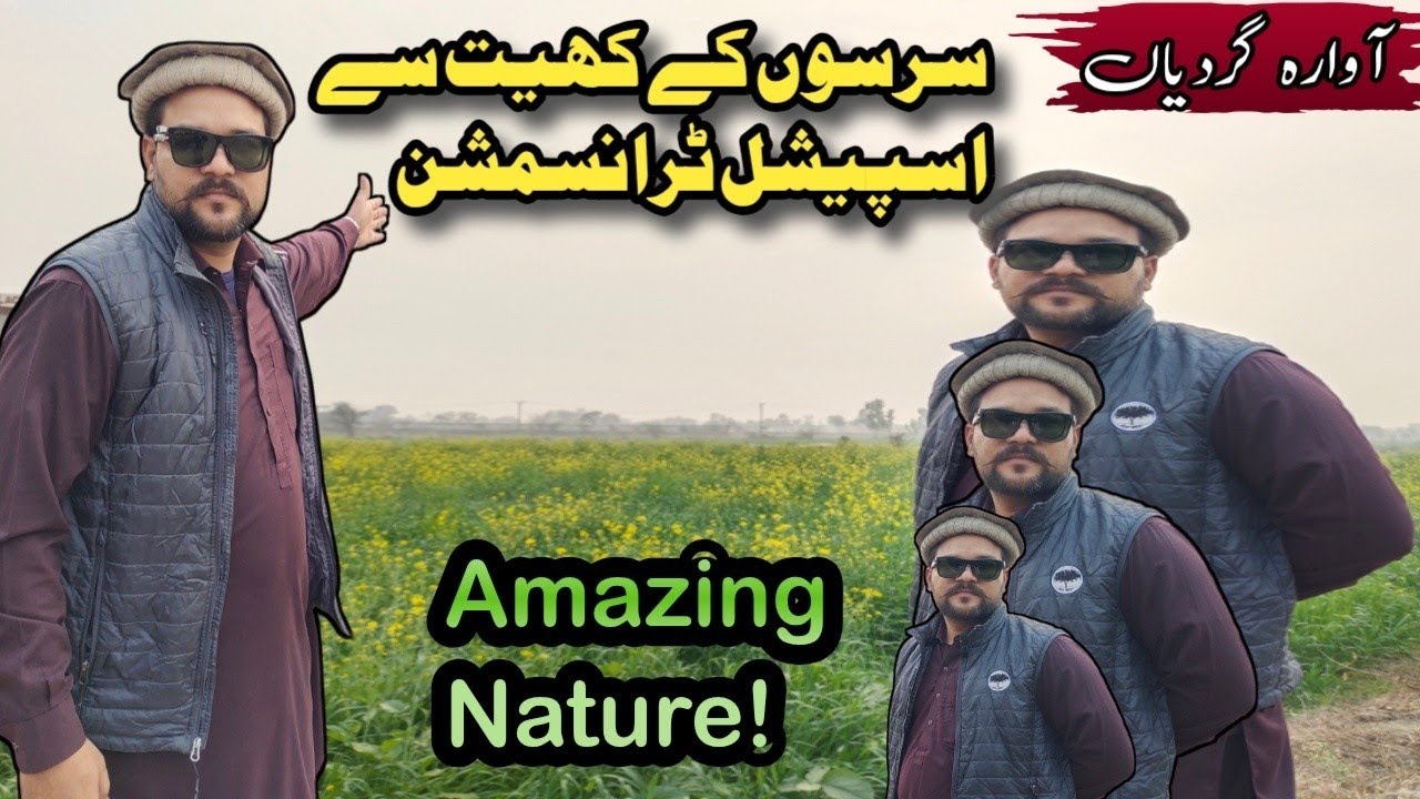 Mustard Field Amazing Views in Village | Sarson ka Khet | #nature # ...