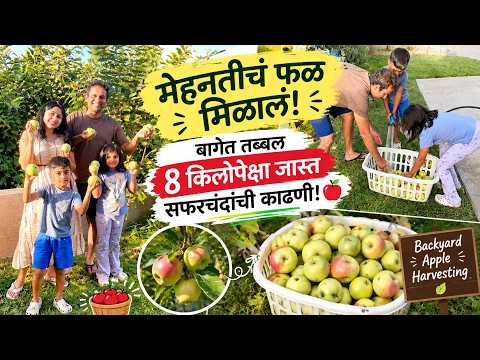 बागेत तब्बल 8 किलोपेक्षा जास्त सफरचंदांची 🍎 काढणी  | Apple Harvesting | Marathi Vlog