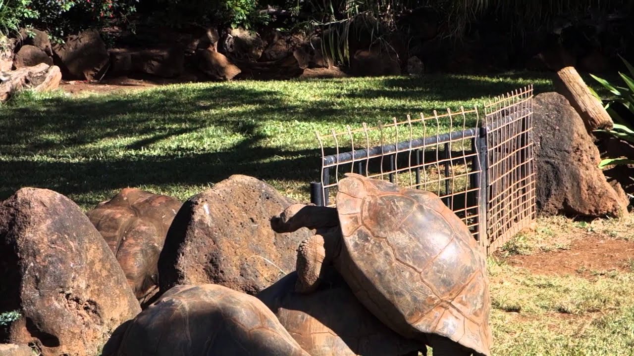 Galapagos Tortoise Breeding Program at Honolulu Zoo - YouTube