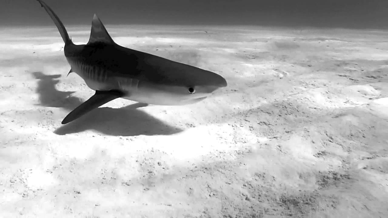 Juvenile Tiger Sharks HD - YouTube