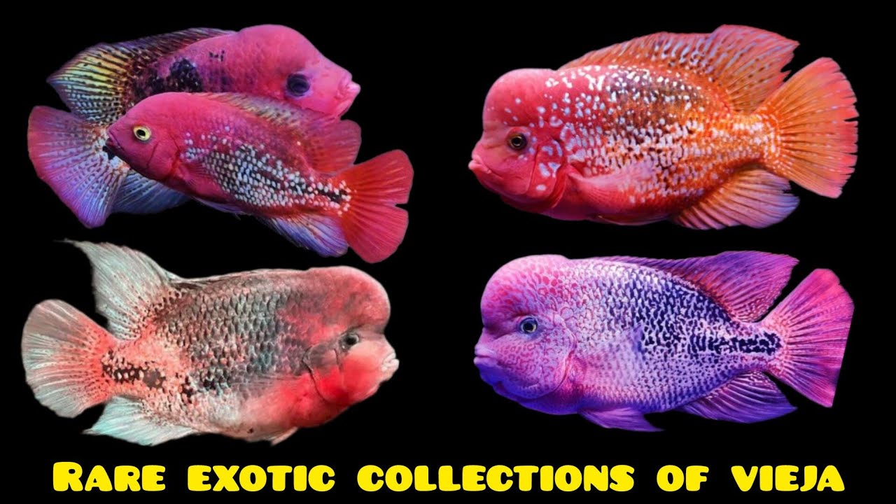 rare exotic vieja fish farm in combiatore | bullygene - YouTube