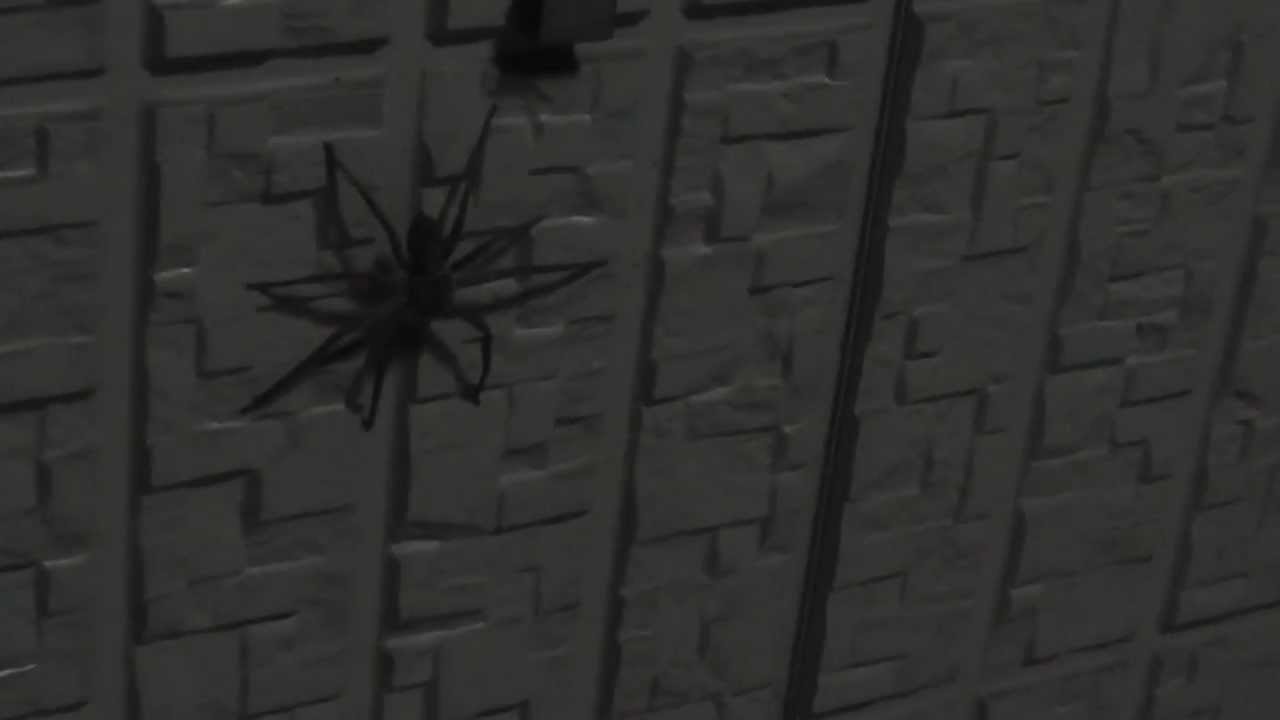 🐝 Hello, Big Spider - Huntsman Encounters in Japan - Real Japan ...