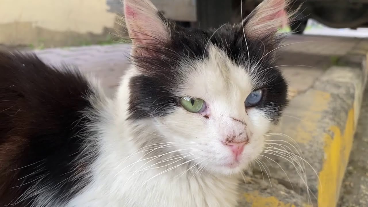 Two Eyed Colored Cat Likes To Spend Time Under The Truck - YouTube