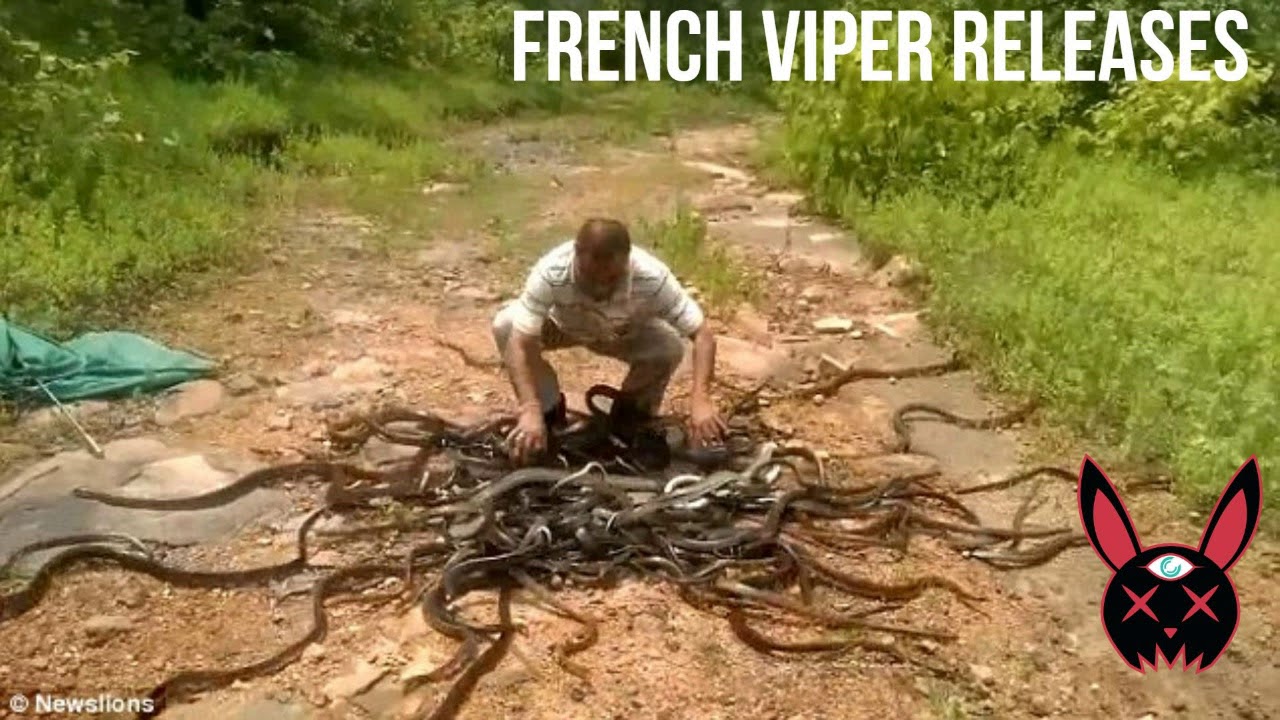 Snakes On A Plain: French Viper Release - YouTube