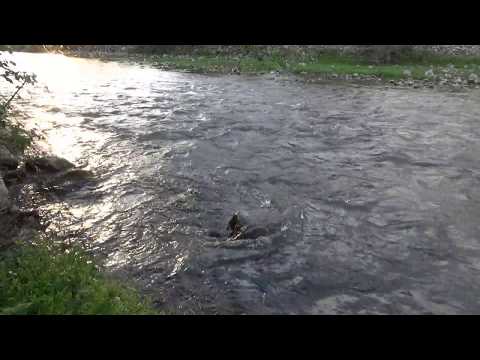 Rahatlamak ve Stres Atmak  için Irmak ve Kuş Sesleri (30dk)