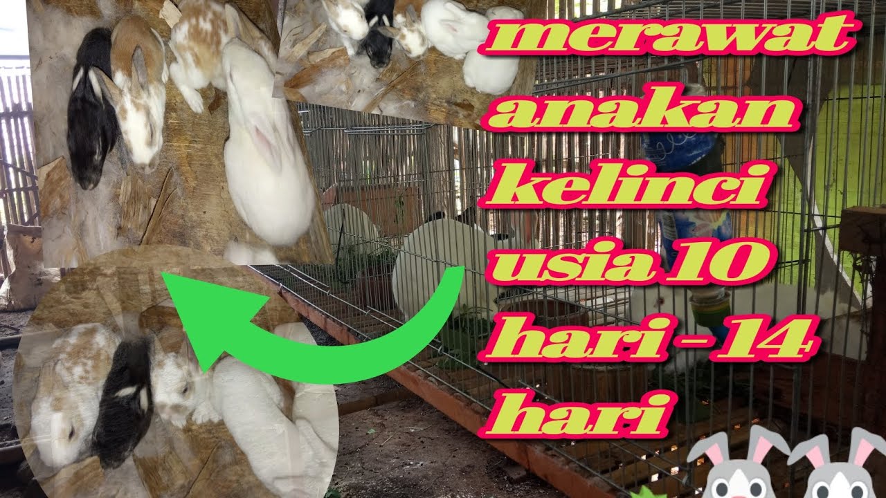 merawat anakan kelinci usia 10 hari - 14 hari ( umah kelinci salem ...