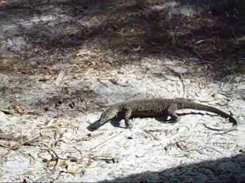 Wild Monitor Lizards at Whitehaven Beach, Whitsundays, Australia - YouTube