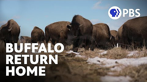 The American Buffalo | A Film by Ken Burns | PBS - YouTube