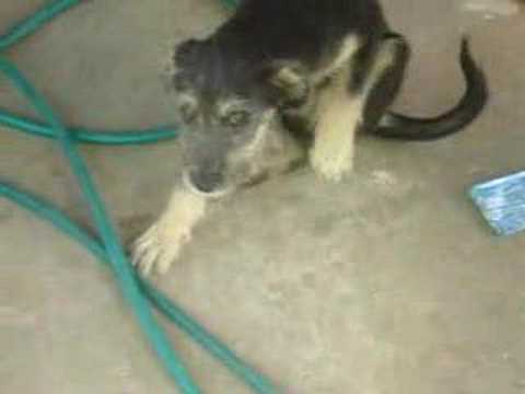 Perro Bagabundo - YouTube