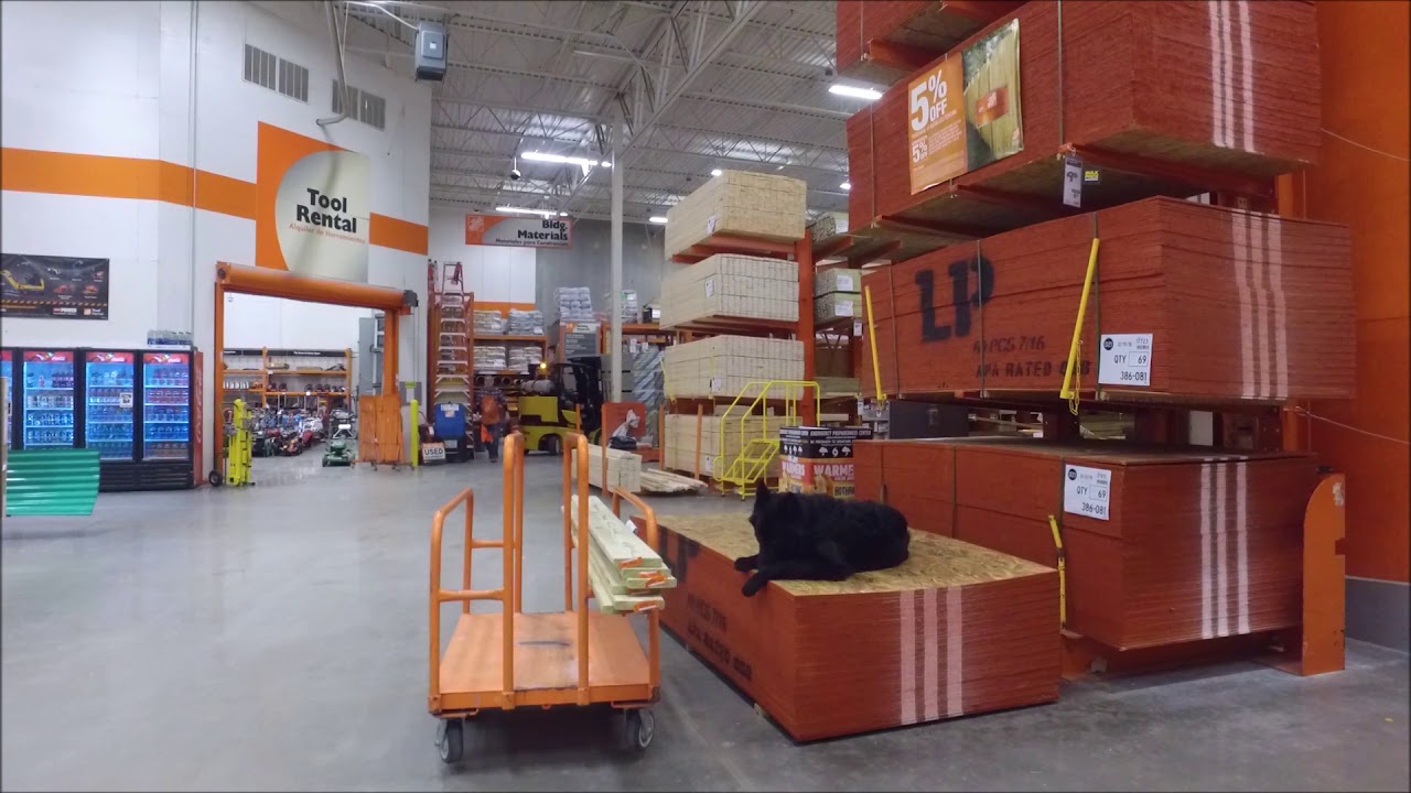 German Shepherd “Bronco “ | Amazing Transfomation | Hampton Roads Dog ...