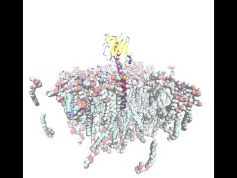 PAK type IV pilin in membrane, second video