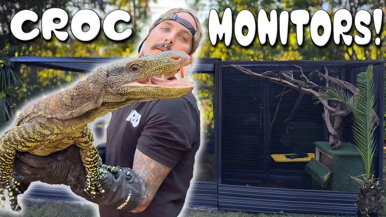 NEW CROC MONITOR ! HES MASSIVE 🤯 - YouTube