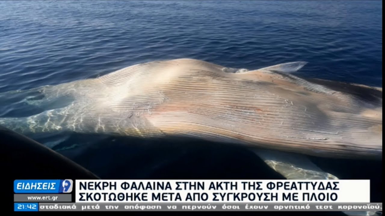 Νεκρή φάλαινα στην ακτή της Φρεαττύδας (Πειραιάς) - YouTube