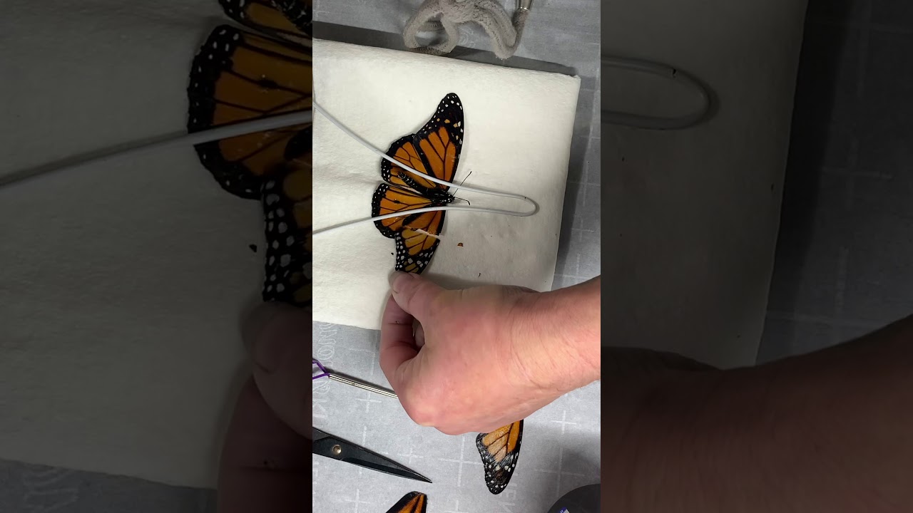 Monarch Butterfly Wing Transplant - YouTube