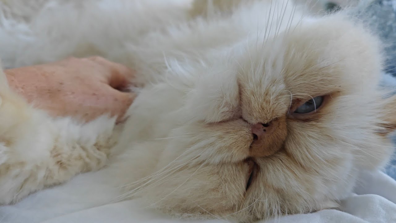 Snuggles with sweet Fat Boy! - YouTube