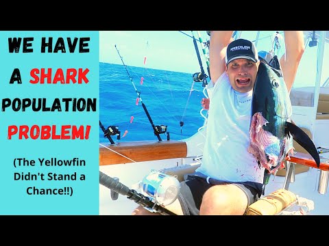 PROOF Shark OVERPOPULATION is a HUGE PROBLEM for the Tuna Fishery!! (We LOST Almost EVERY ONE!!)