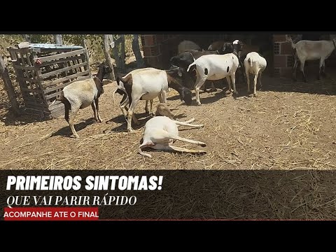 Ovelha dando início ao trabalho de parto, veja até o fim! - YouTube