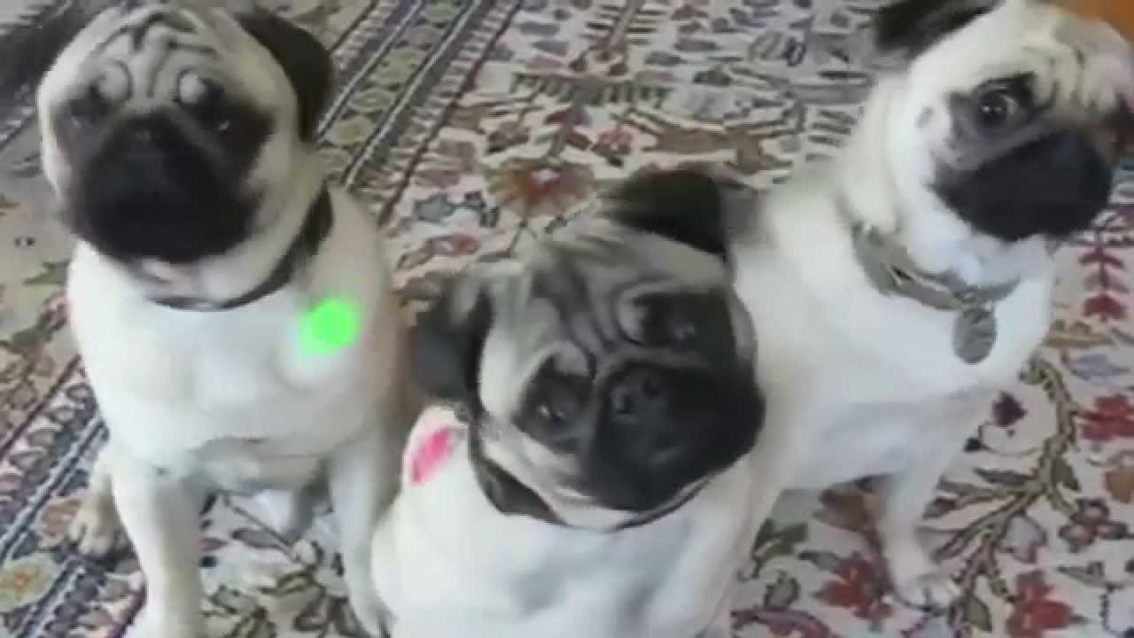 TOP 5 FUNNIEST PUG VIDEOS OF ALL TIME 2015 - YouTube