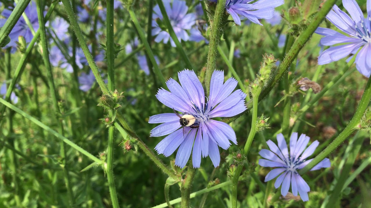 Wilde cichorei (Cichorium intybus) met Pluimvoetbij (Dasypoda hirtipes ...