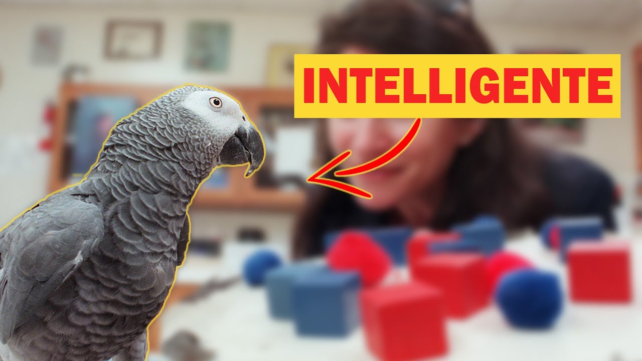 L' INCREDIBILE storia di ALEX il PAPPAGALLO - YouTube