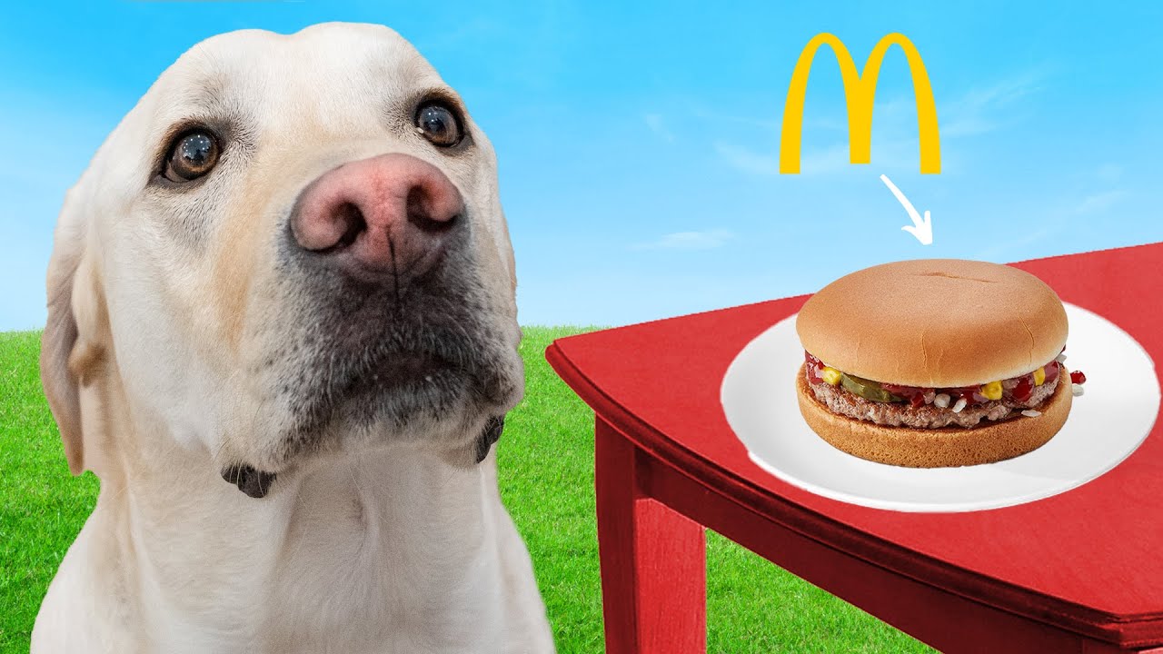 LABRADOR TRIES MCDONALD'S CHEESEBURGER!! - YouTube
