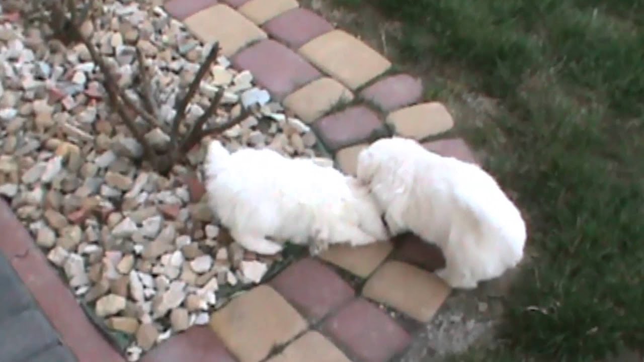 Maltese puppies are 5 weeks old now - YouTube
