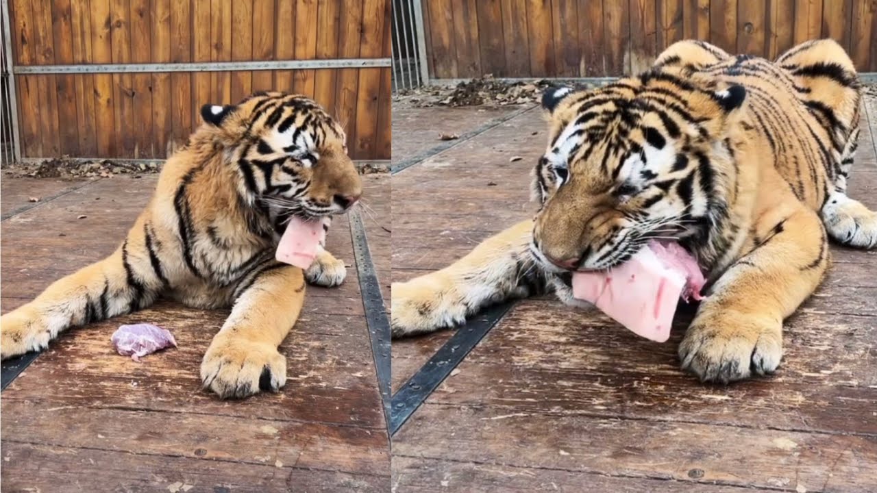 Wild Cat, Wild Appetite: Eating Meat - YouTube