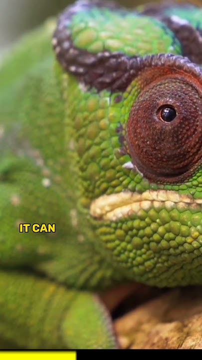 Colorful🎨 Chameleons🦎: The Mind-Blowing Science Behind Their Incredible Color-Changing Abilities ...
