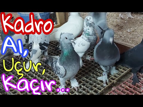 Kadro: Al,Uçurt,Kaçır.