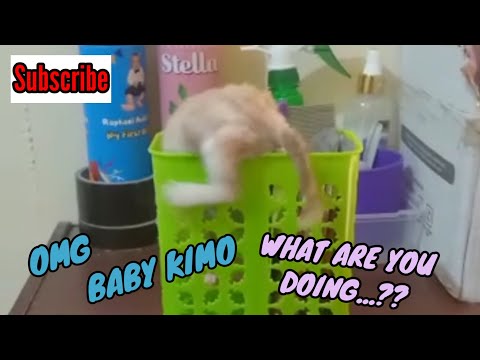 🔴 LIVE || OMG BABY KIMO WHAT ARE YOU DOING, YOU VERY BAD...😼🐈