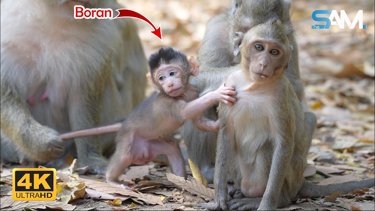 Adorable_____! Baby Monkey Boran Really Want Ot Play With Other But Mom Not Allow | 4K - YouTube