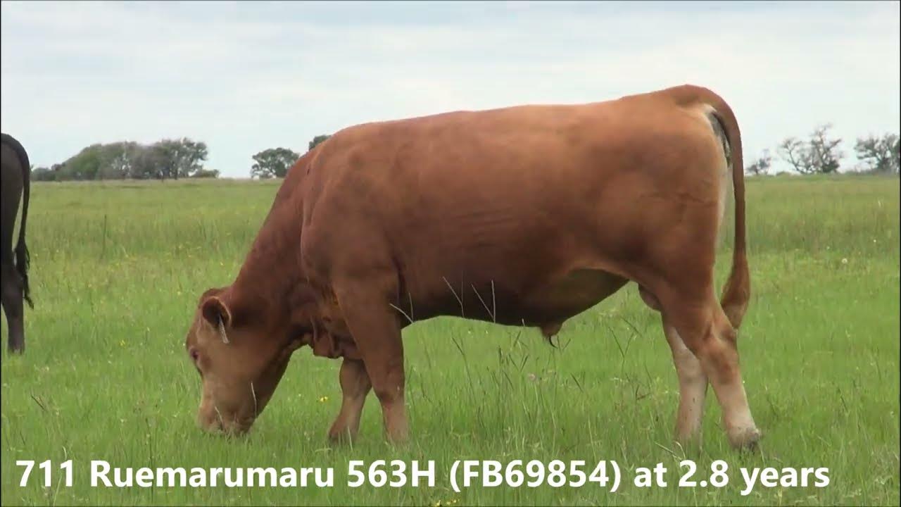 Bull 563H on 5-20-2023 at 2.8 years - YouTube