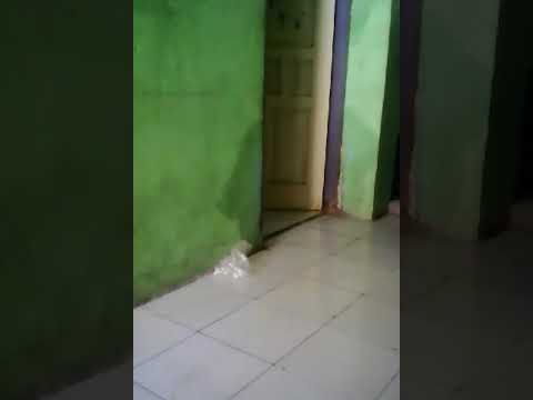 Main an nya ga mau di pegang teman main nya si blue cilik bingung