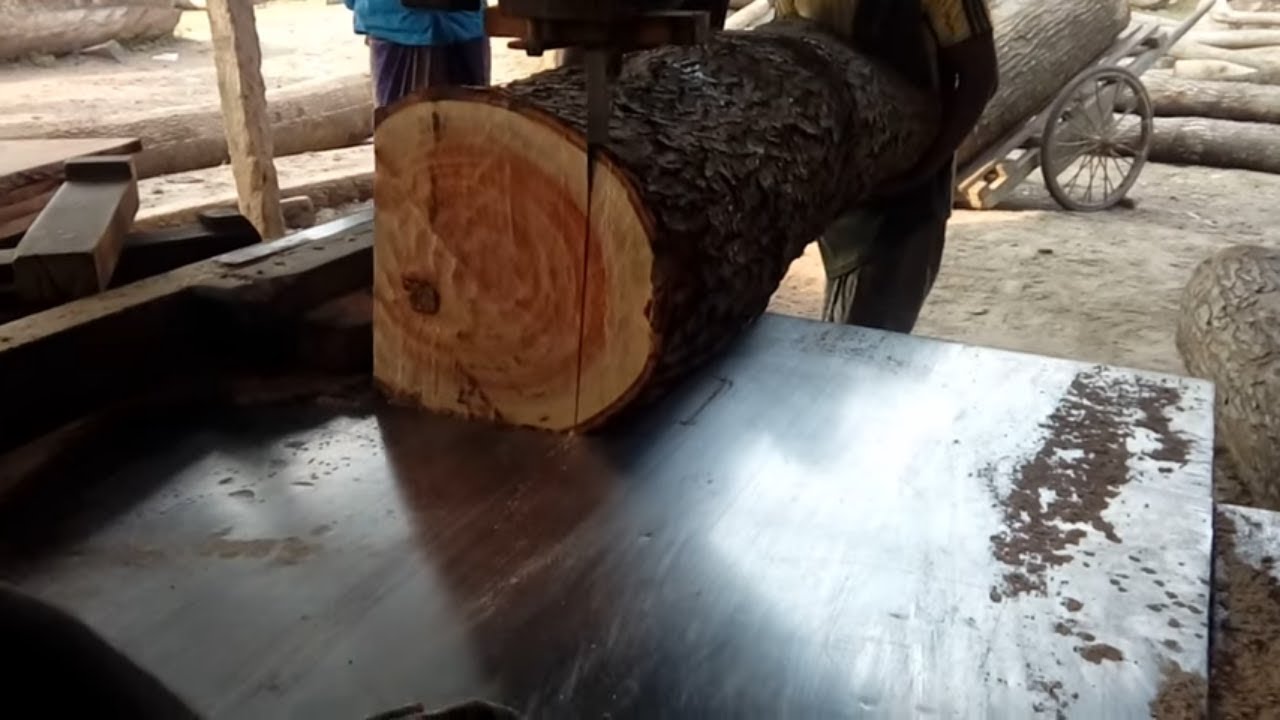 Most Satisfying and Toughest Job of World-Mahogany Tree Wood Cutting ...