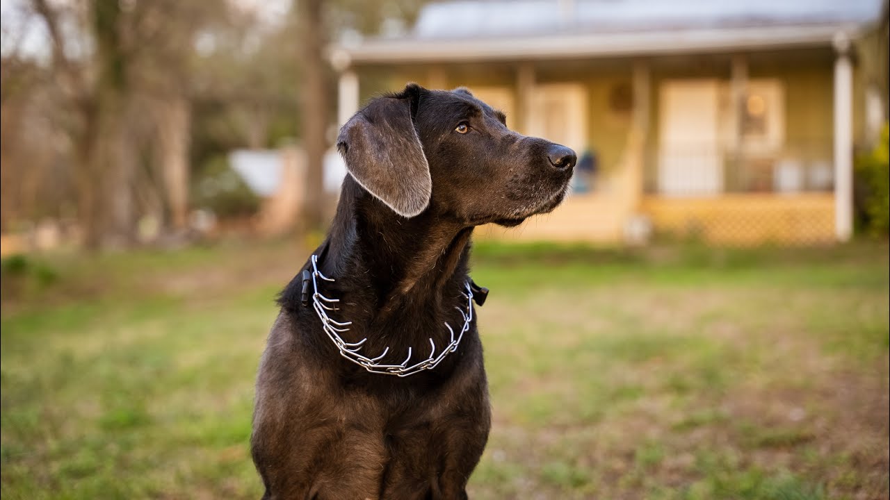 Can My Charcoal Lab Still Hunt??(Duck Dog Training) - YouTube