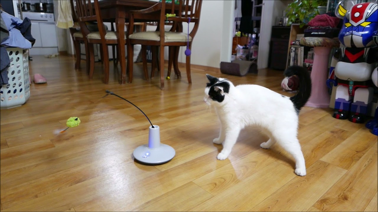 13 Cerebellar Palsy Cat named Mirae 뇌성마비 고양이 미래 - YouTube